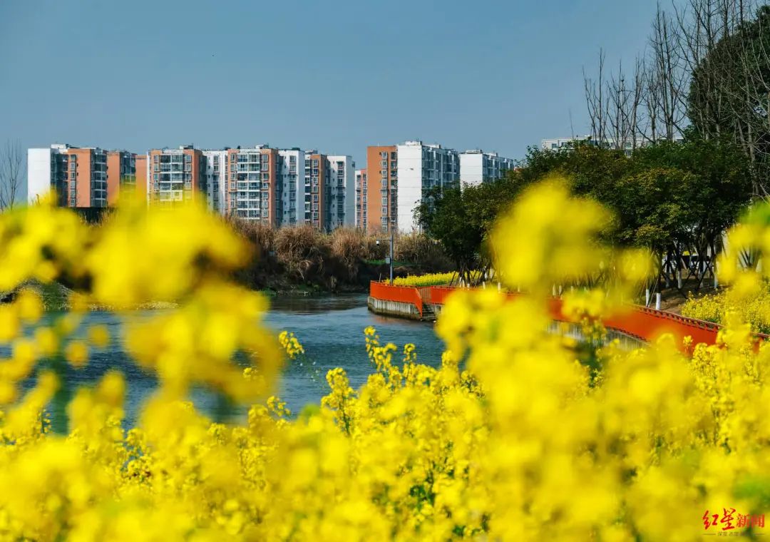 arrange!4 flower viewing routes that cannot be missed in Chengdu ...