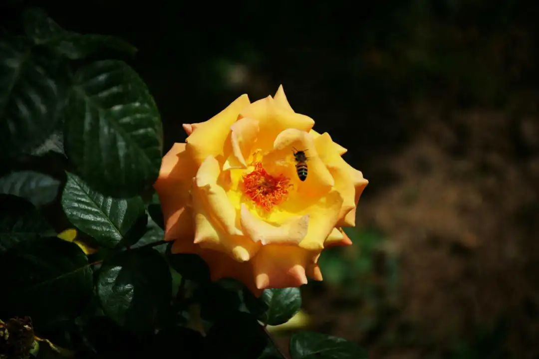 Visiting the National Botanic Garden - 54. Understanding Plants ...