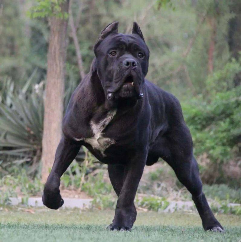 The most ferocious dog and the most docile dog, is your home on the ...