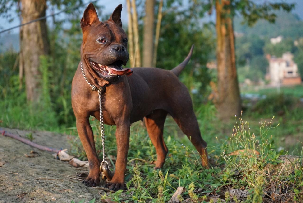 China's "six big bulldogs" are not inferior to foreign dogs. How many ...
