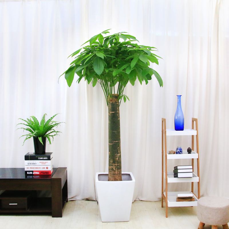 5 kinds of "lucky trees", put up in the living room, the town house is ...
