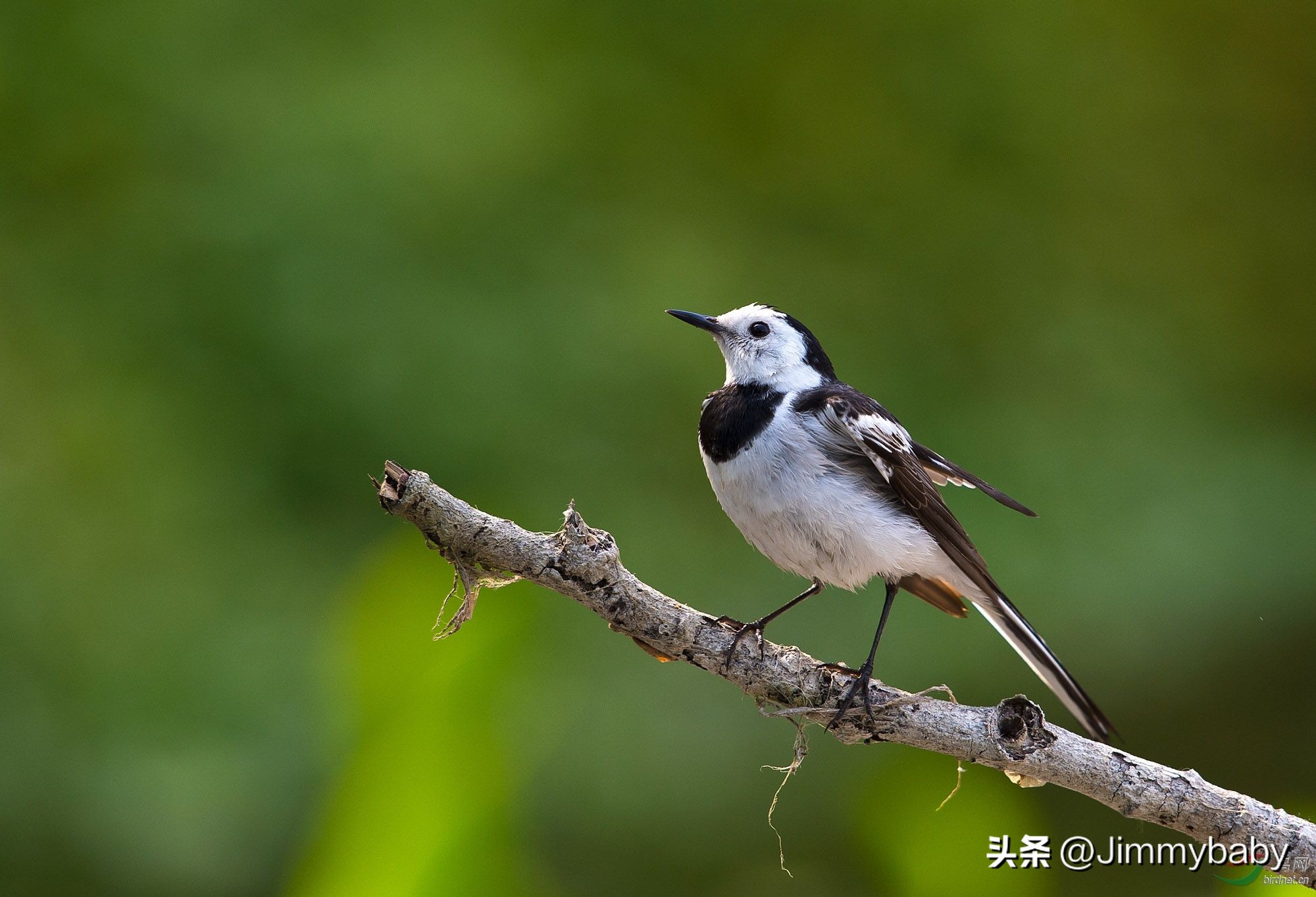 The Legend of the National Bird of the World: Latvia (LATVIA) White ...