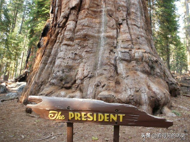 The giant sequoia in Sequoia National Park, the messenger of friendly ...
