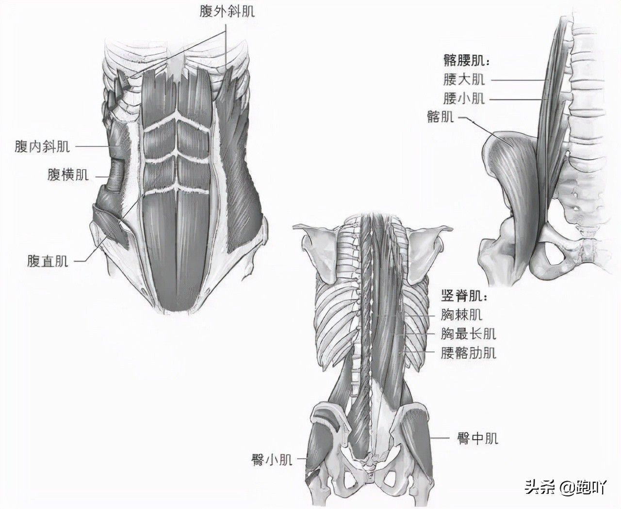 How to effectively improve running performance through core muscle ...