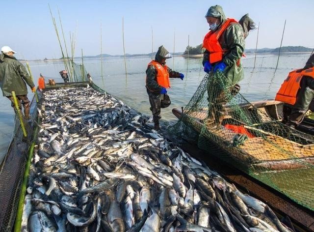 The Yangtze River is crying! Giant 2-meter-long alligator fish is ...