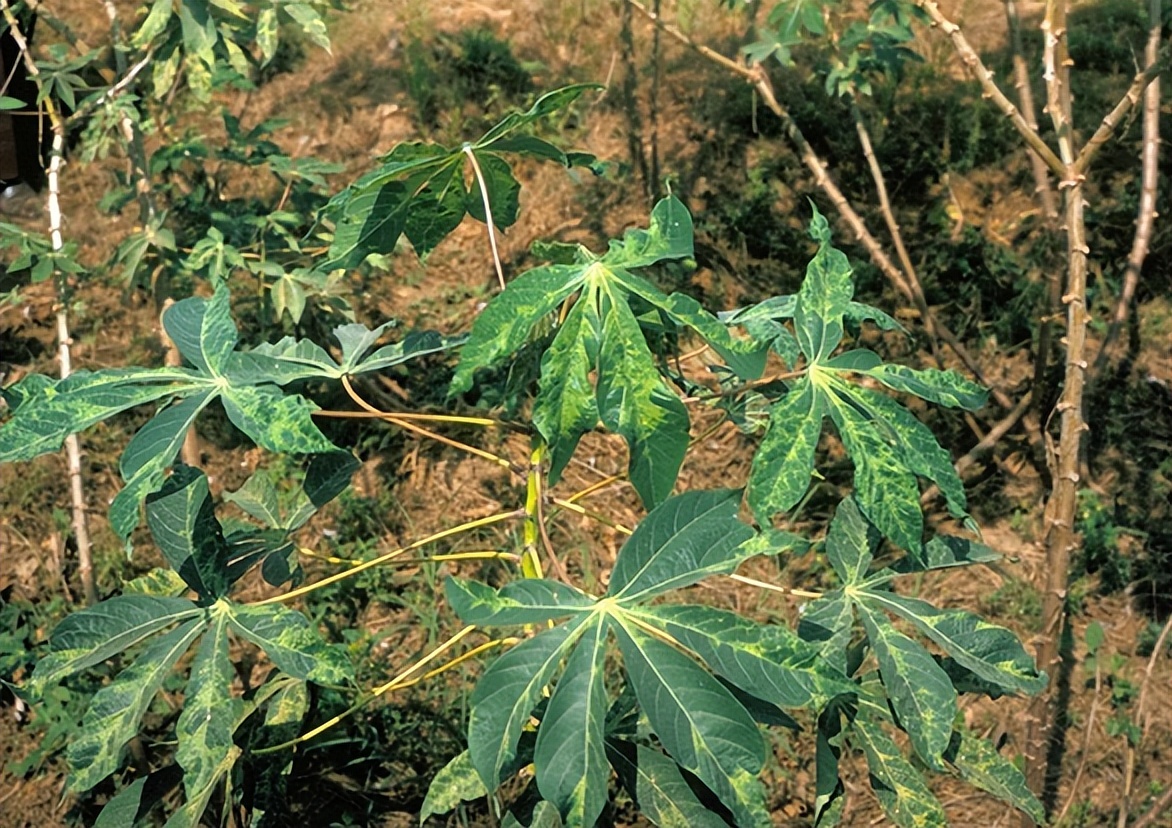 Cassava: a "poison" from the Euphorbiaceae family, the roots are eaten ...