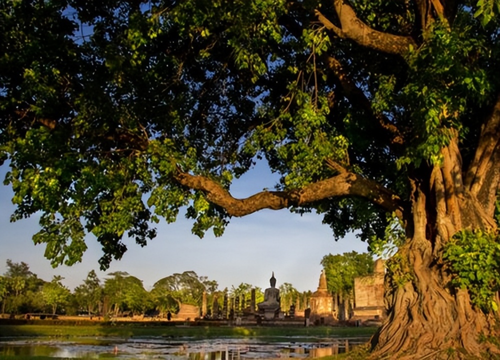 Don't miss it! Raising a banyan tree at home, the magical changes are ...