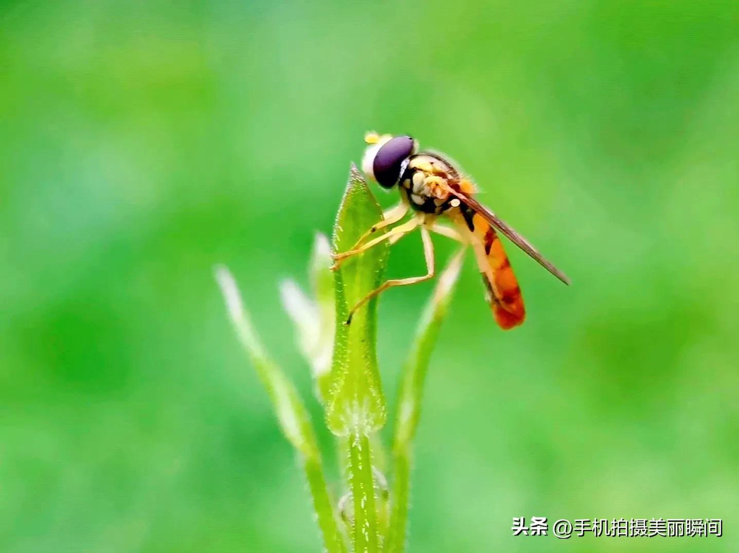 Mobile phone macro shooting insects to do "three fast" - iMedia