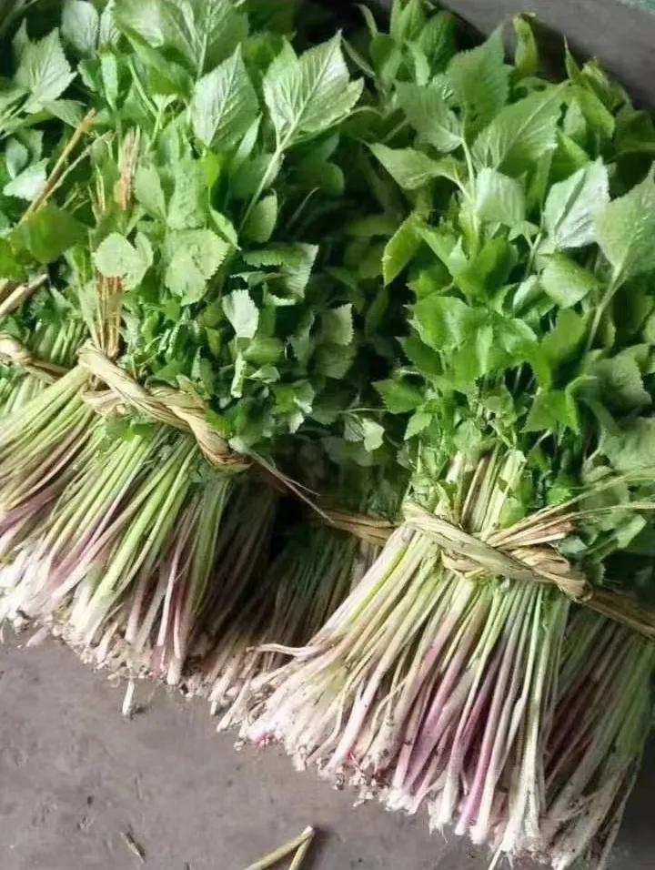 Several Common Ways to Eat the Northeast Mountain Wild Vegetable Celery ...