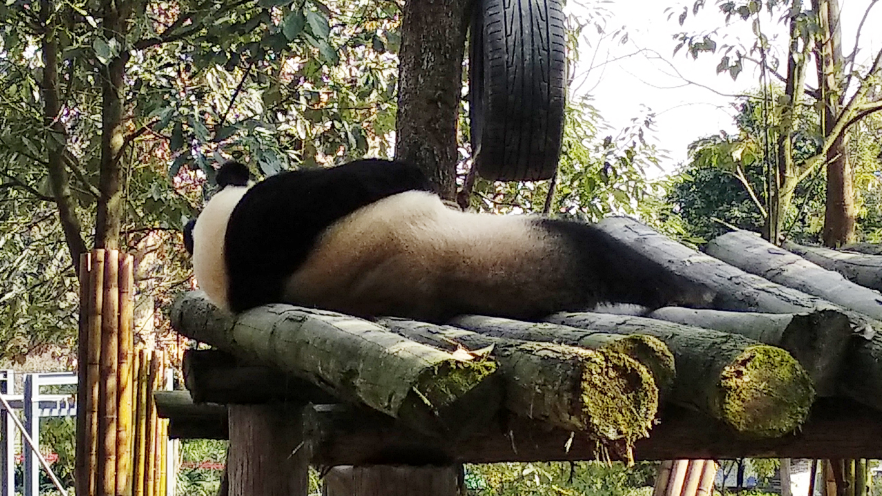 "Giant pandas will become extinct without human action." Is it really ...