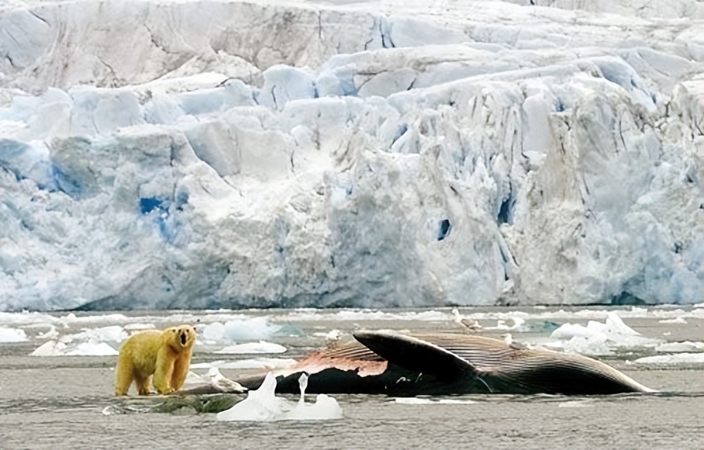 Are polar bears in danger of extinction? Amazing associations of ...