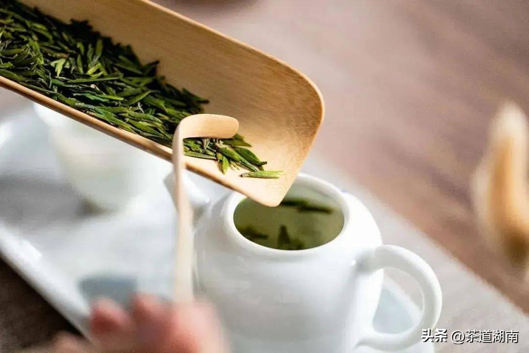 Old tea talk about tea nine: the nature of tea - iNEWS