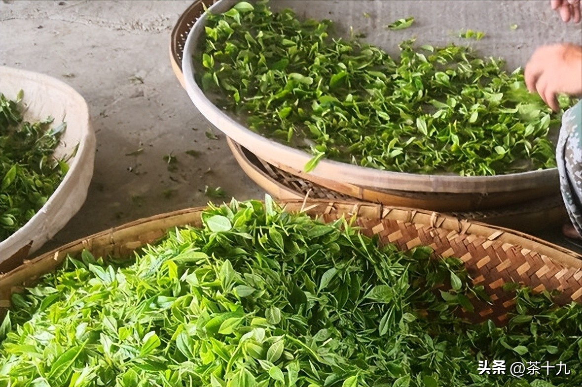 Enzymatic transformation and process principle of oolong tea - iNEWS