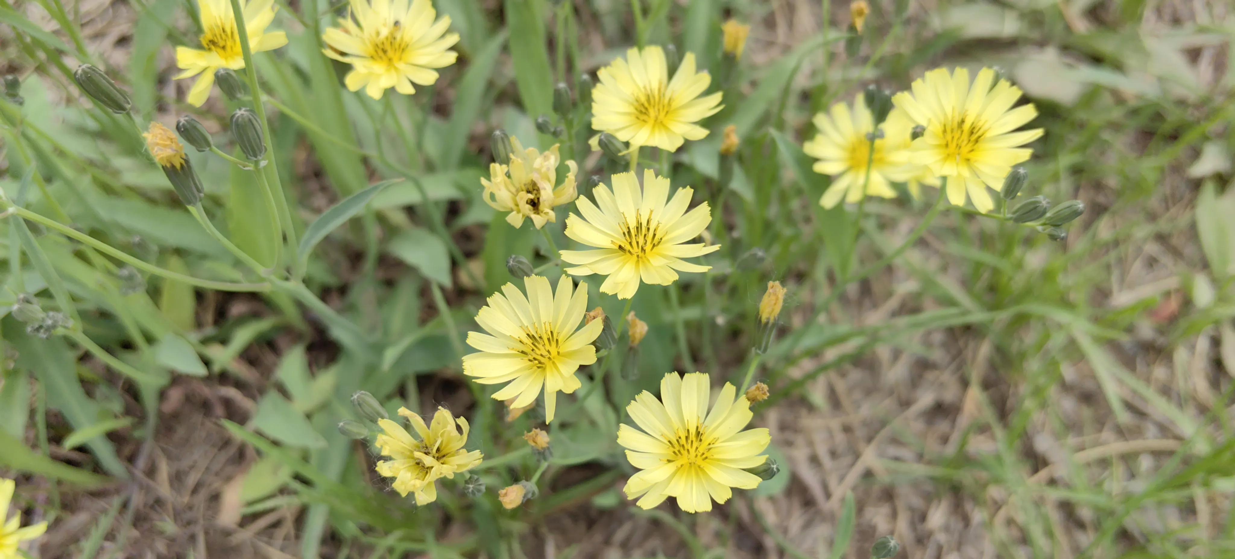 Bitter cauliflower chant - iMedia