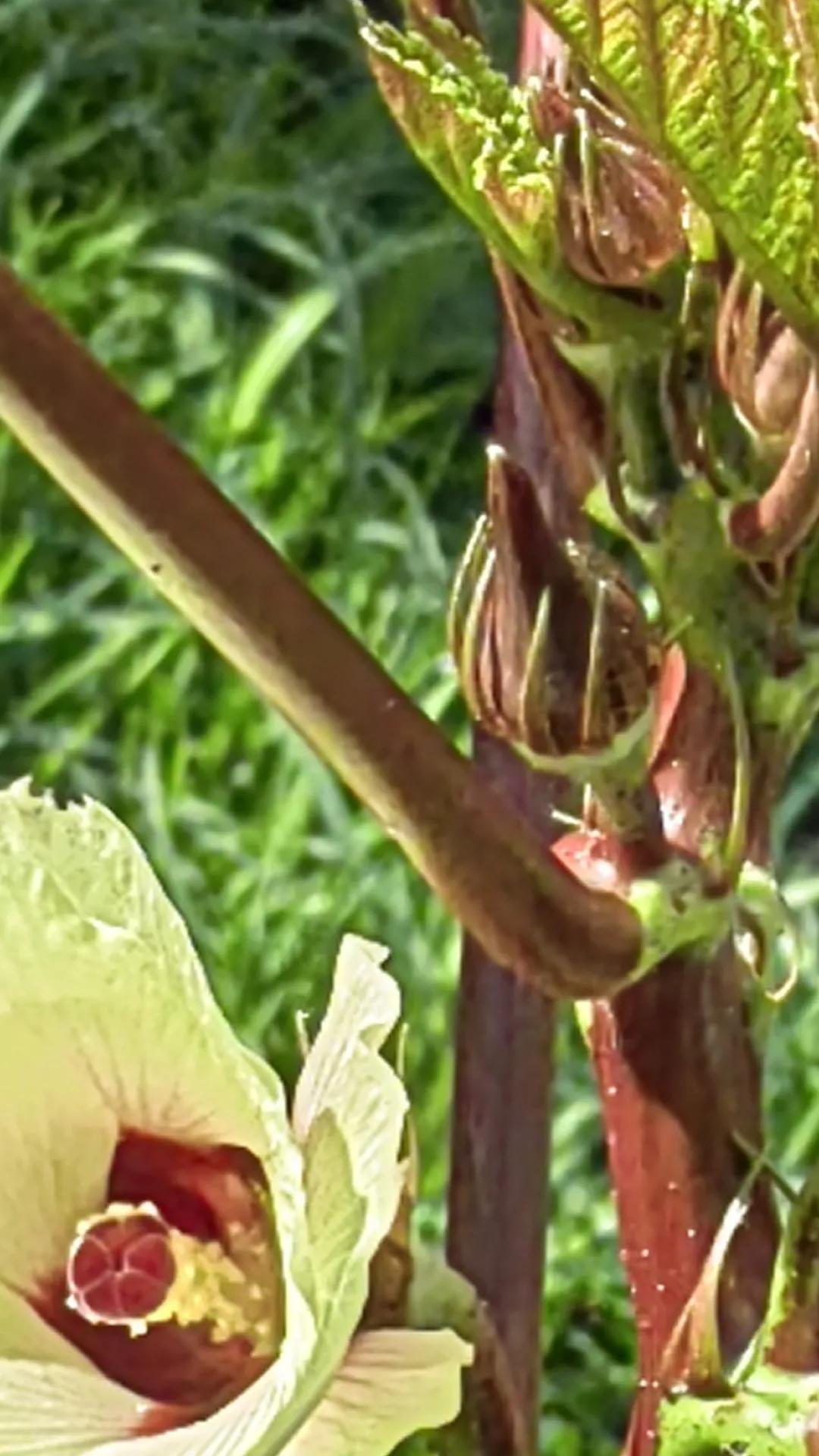 Who is the red flower in the summer, and the yellow seed alone is left ...