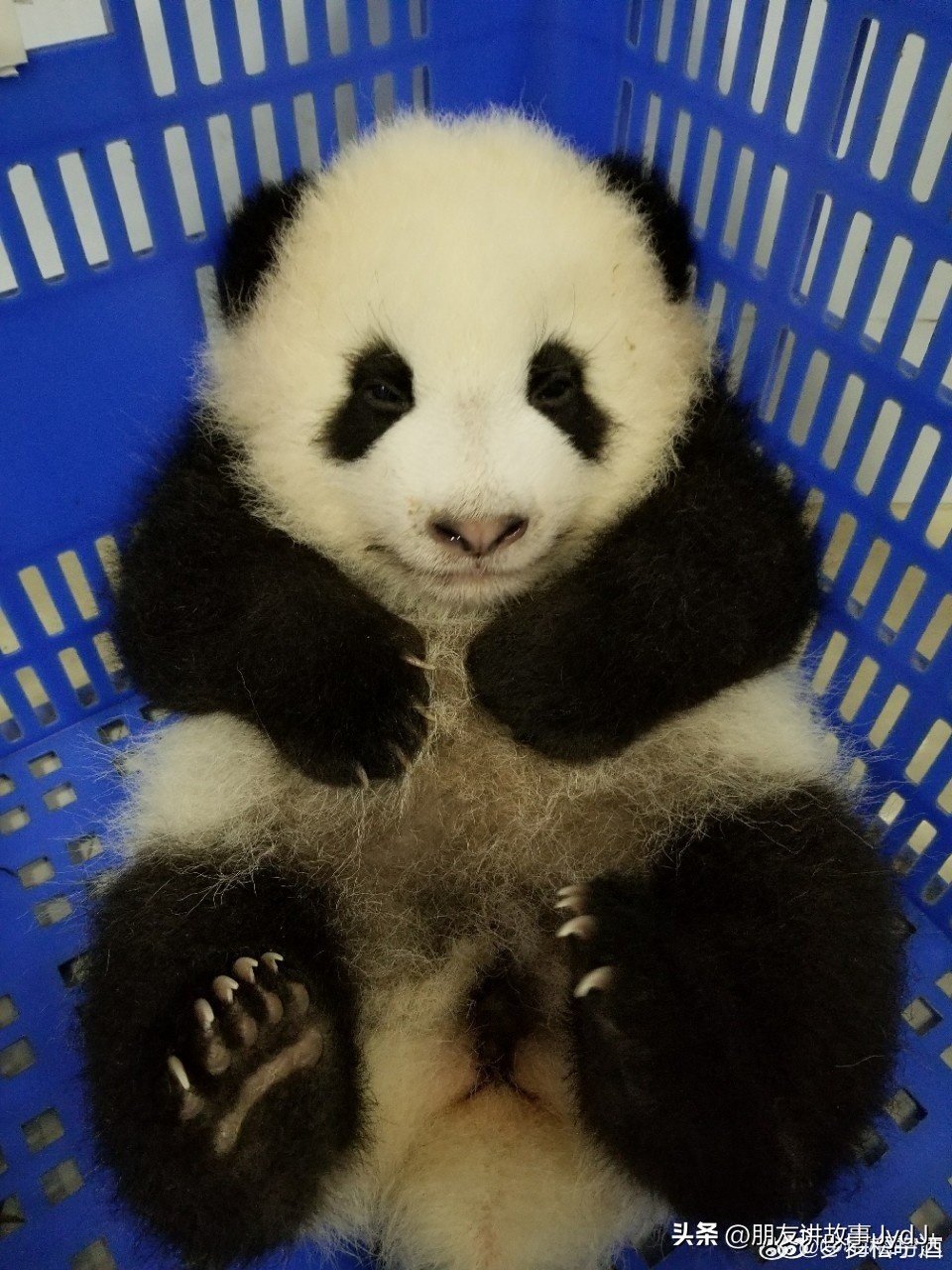 Cute giant panda——Xiao Xin, the pumpkin princess of the panda class ...