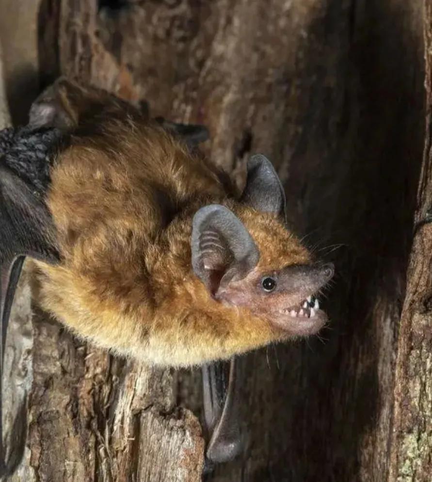 Are bats transformed from mice? - iNEWS