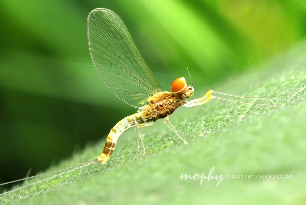 Time is the forgotten sound of water - iNEWS