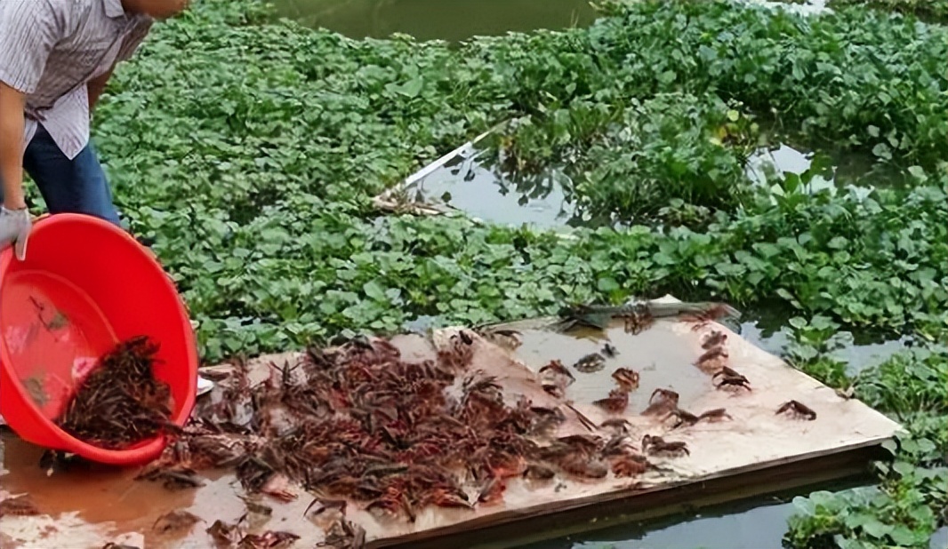 The "May Curse" is coming. Why are crayfish more susceptible to ...