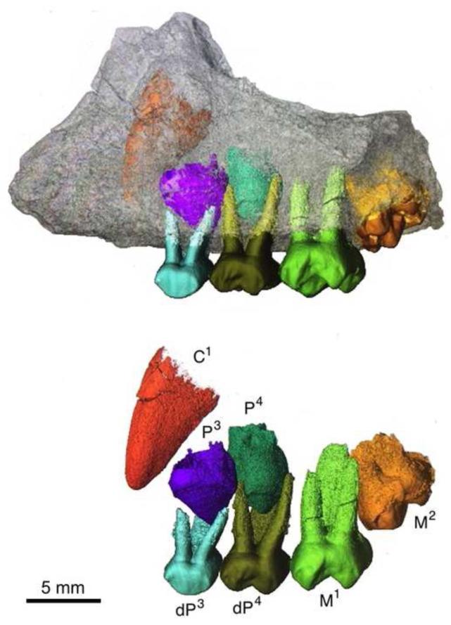 Earliest Gibbon Fossil Discovered in Yuanmou, Yunnan, China - iNEWS