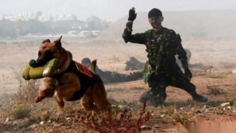 "Tiger Commando" - iNEWS