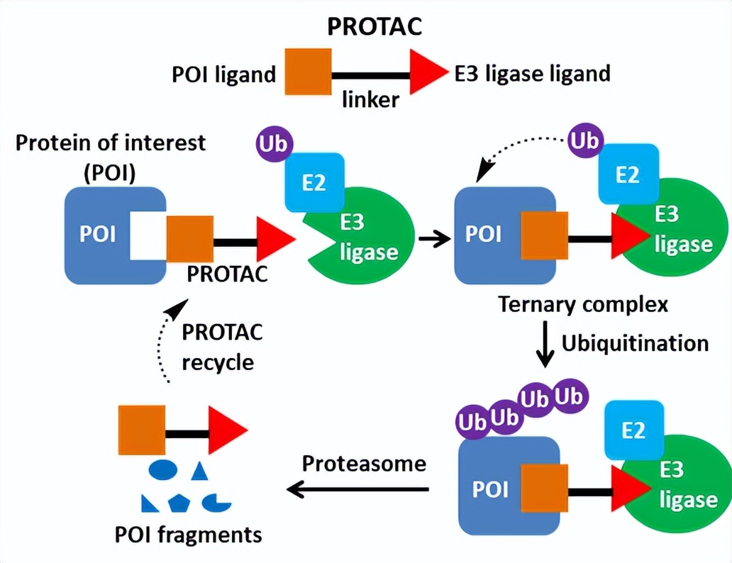 In-depth review of PROTAC technology and global R&D progress - iNEWS