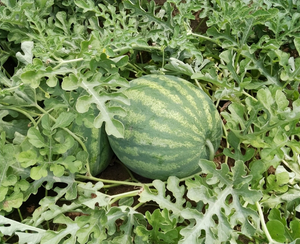 Commonly known as "beating melon": a variant of watermelon that only ...