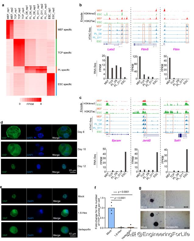 Novel dynamically responsive hydrogels enhance pluripotency induction ...