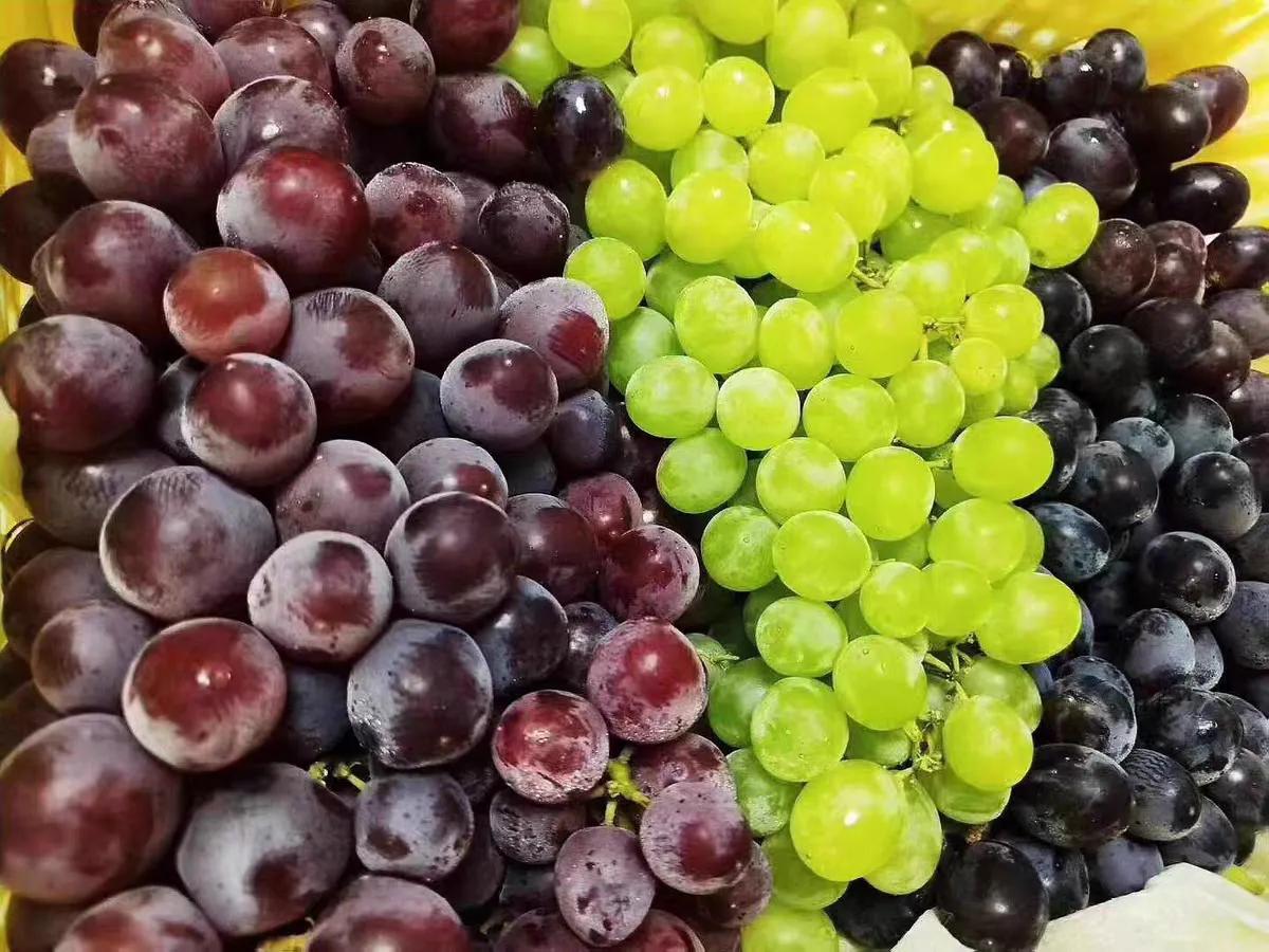 Autumn Fruits - Grapes - iNEWS