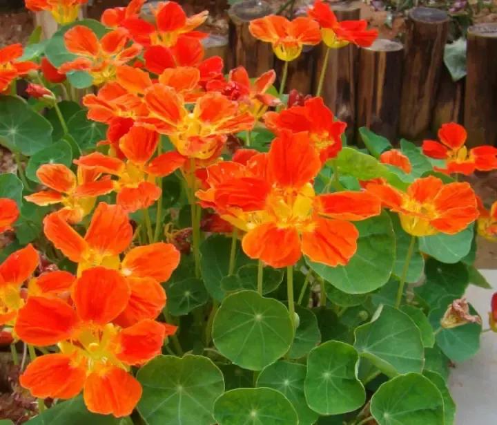 Nasturtium, the leaves are fat and the flowers are beautiful, the vine ...