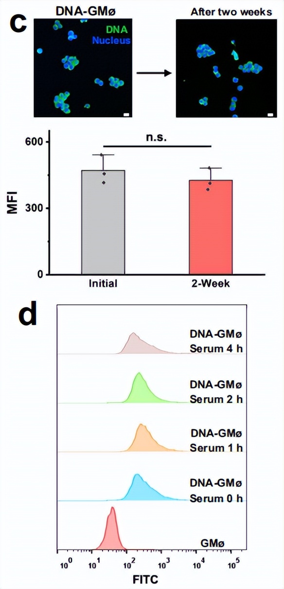 Sub-journal of Nature: Macrophages can be transformed into smart ...