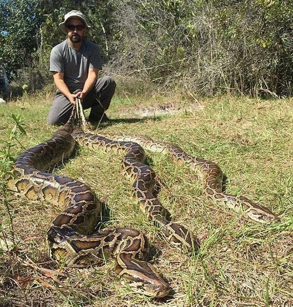 The Burmese python invaded Florida, USA. There were 87 eggs in a snake ...