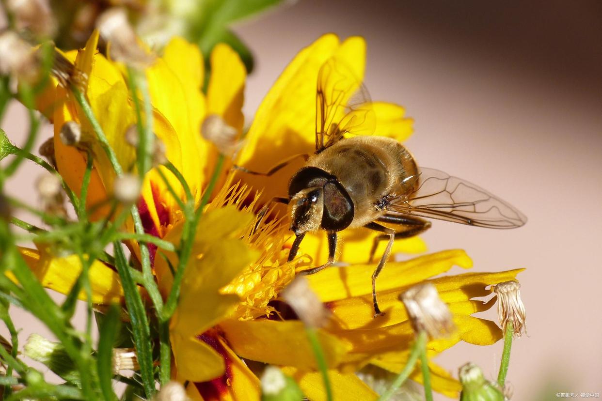 Einstein's prediction about bees - iNEWS