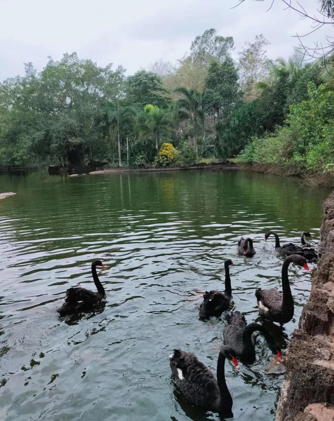 Hainan Tropical Wild Animal and Botanical Garden - iMedia