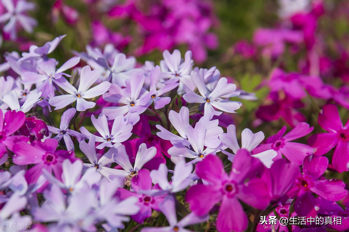 How terrifying are knotweed and ghost needles, which are called "devil ...
