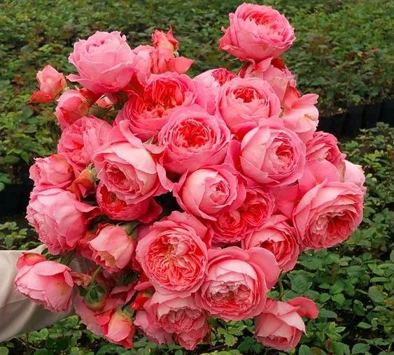 Summer Fireworks Rose Flowers - iMedia