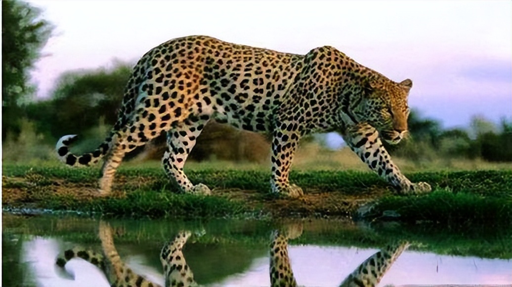 Zanzibar leopard becomes a rare species living only on the main island of the Bar Archipelago ...