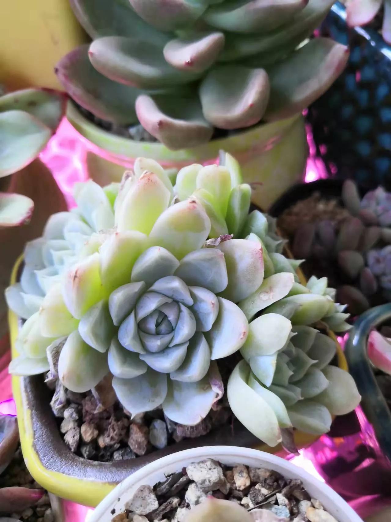 Succulent white moon shadow daily maintenance method - iNEWS