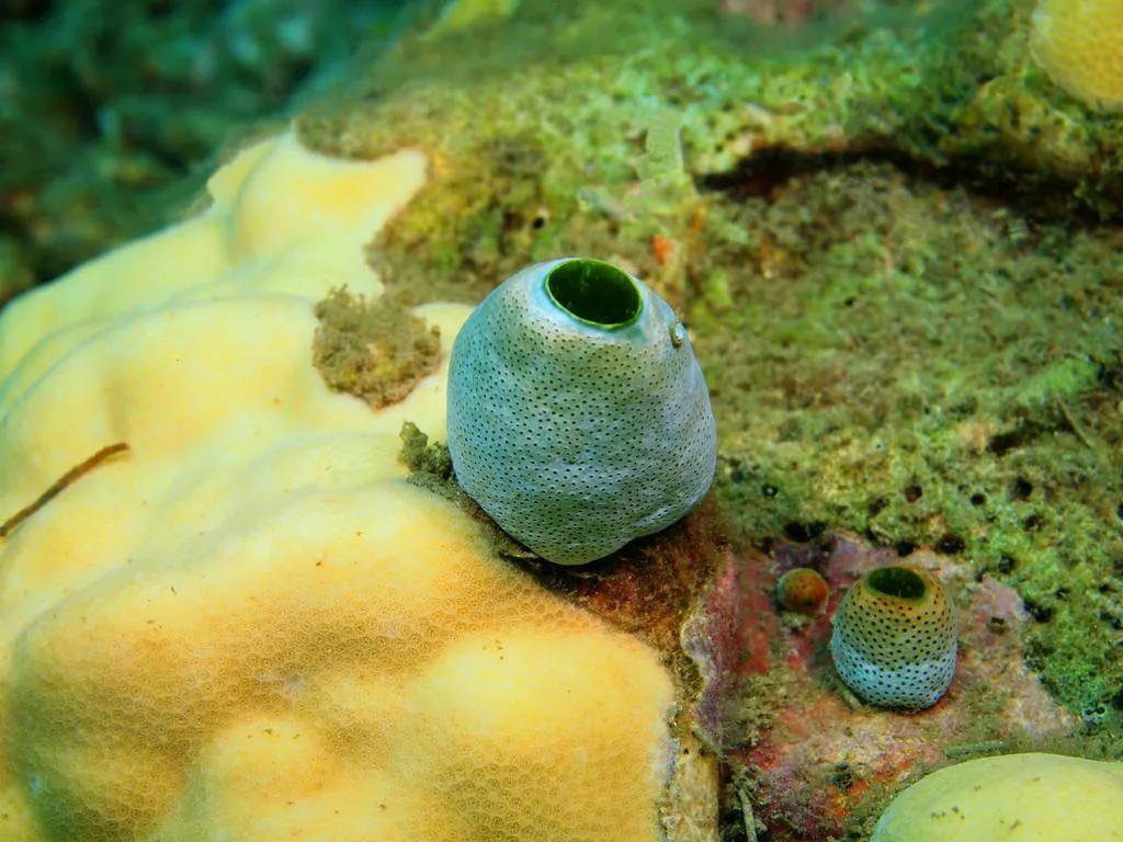 The "ruthless" animal to itself! "Eat your own brain" into a plant and ...