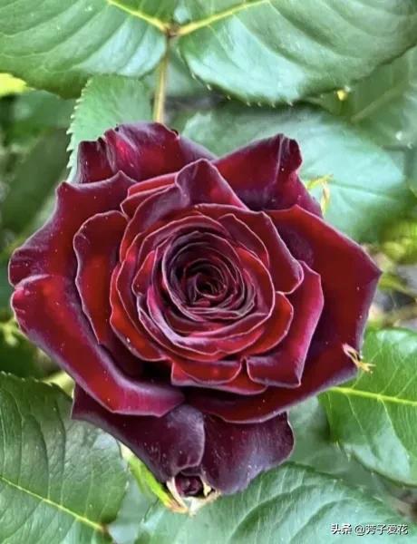 Cool and elegant, high-grade velvet texture - black buck rose - iNEWS