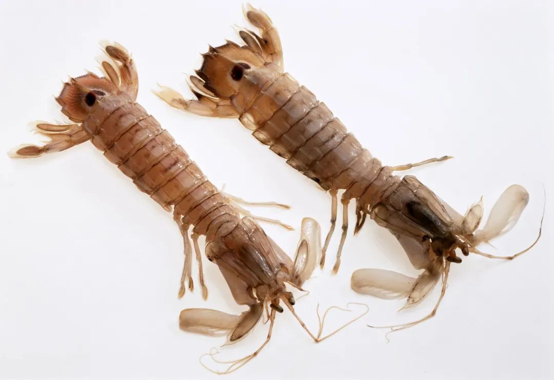 Pippi shrimp!How to peel it - iNEWS