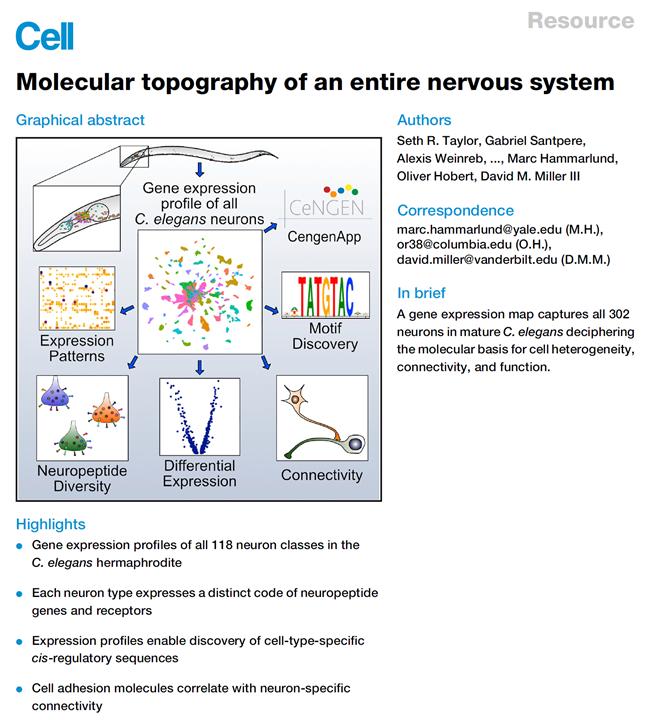 whole nervous system transcriptome - iNEWS