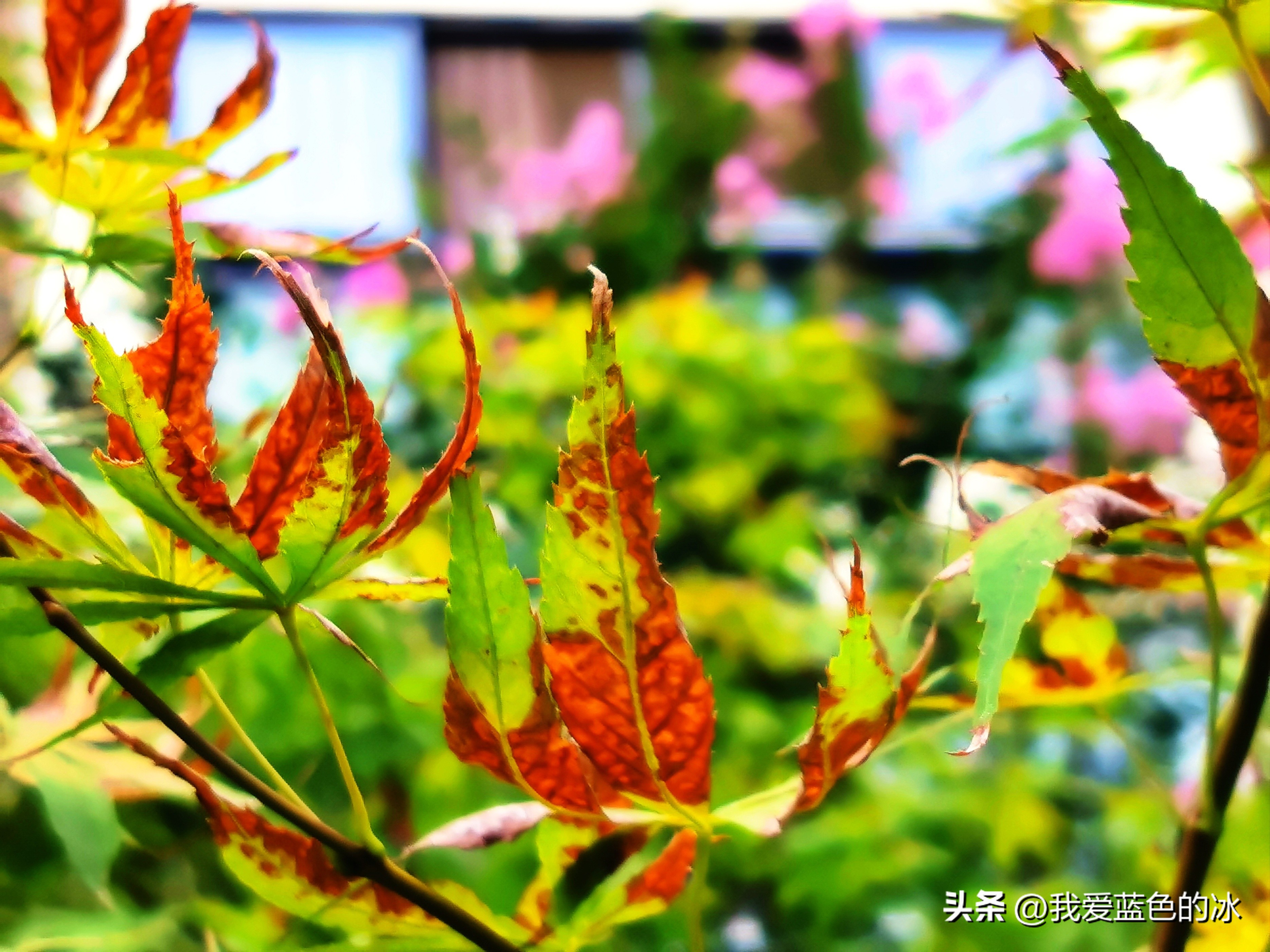 Charred chicken feet maple - iNEWS