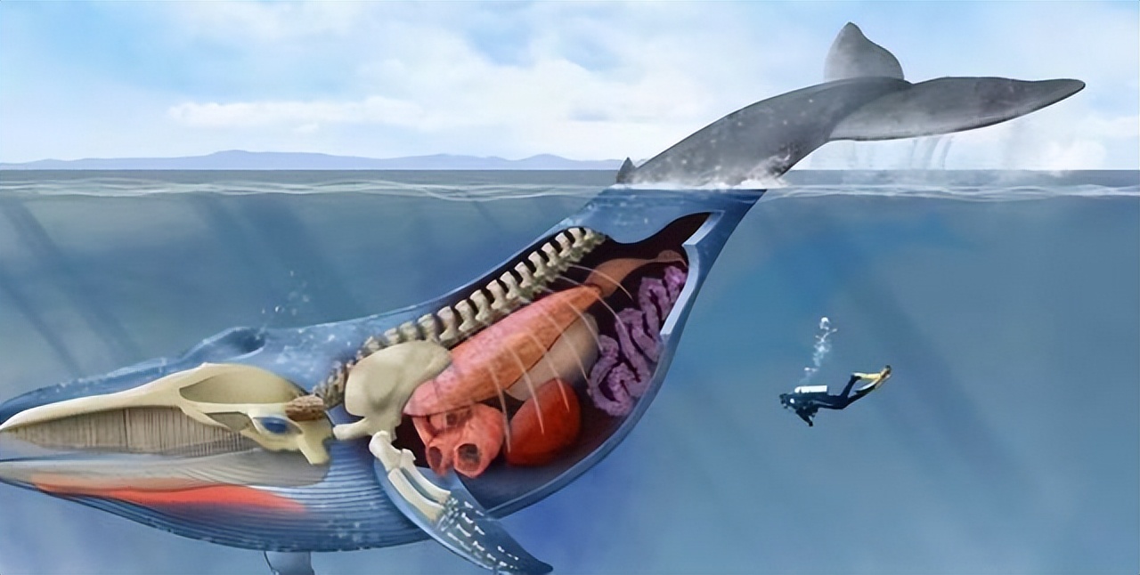 How to save yourself from being swallowed by a whale?How long can we ...