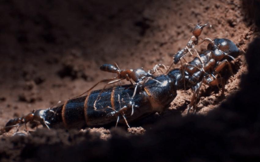 Army ants: How do they organize and collaborate in nature's most ...