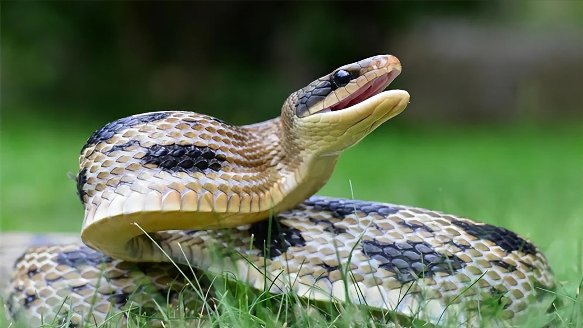 What is the scientific name of the cauliflower snake? Why does it often ...