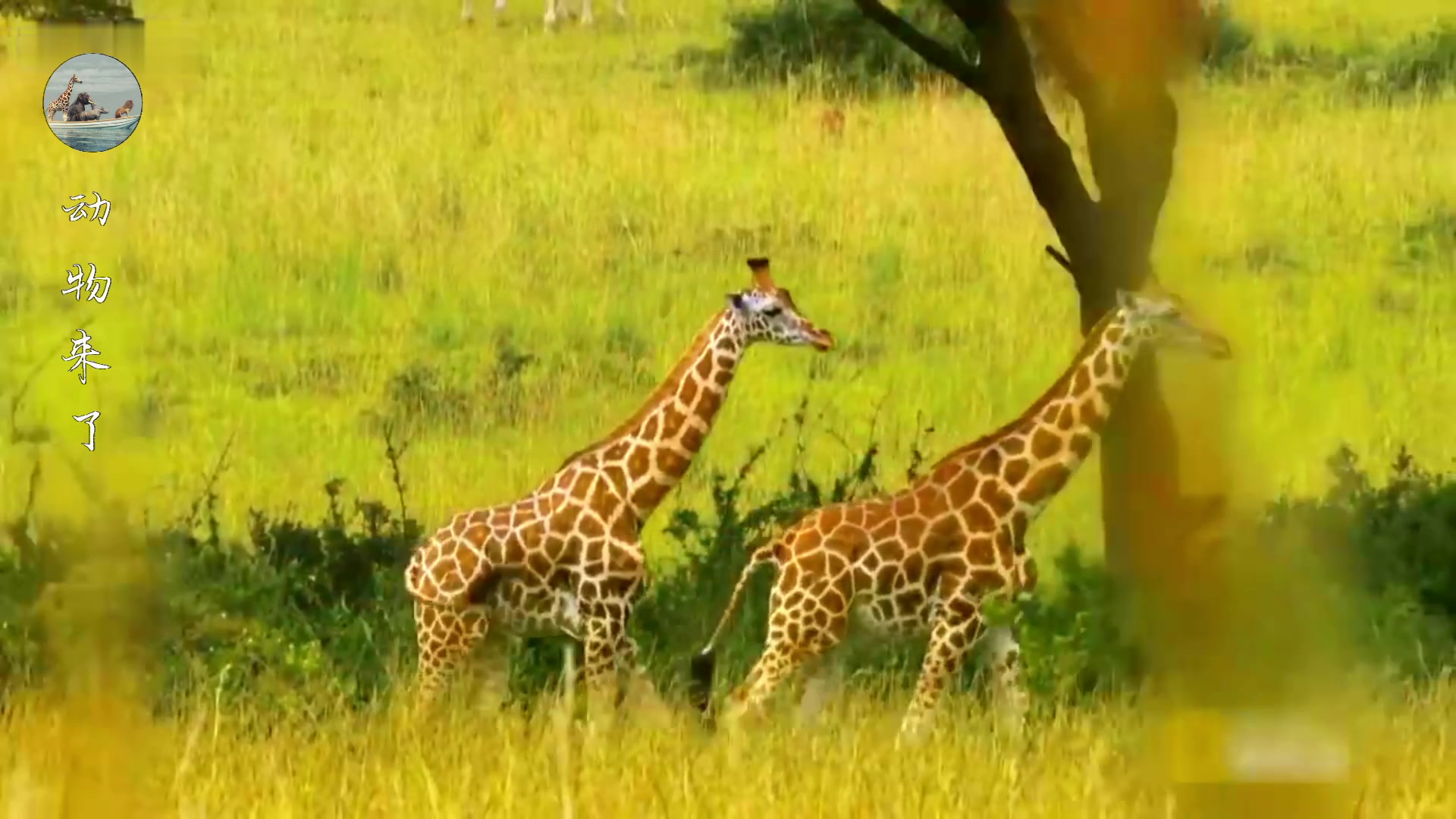 The giraffe's neck was broken and turned into a Z shape, and the neck ...