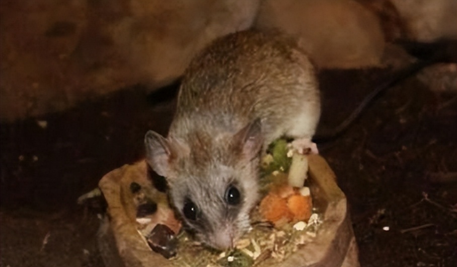 How to avoid rats on your bed, here are some signs of rats in your home ...