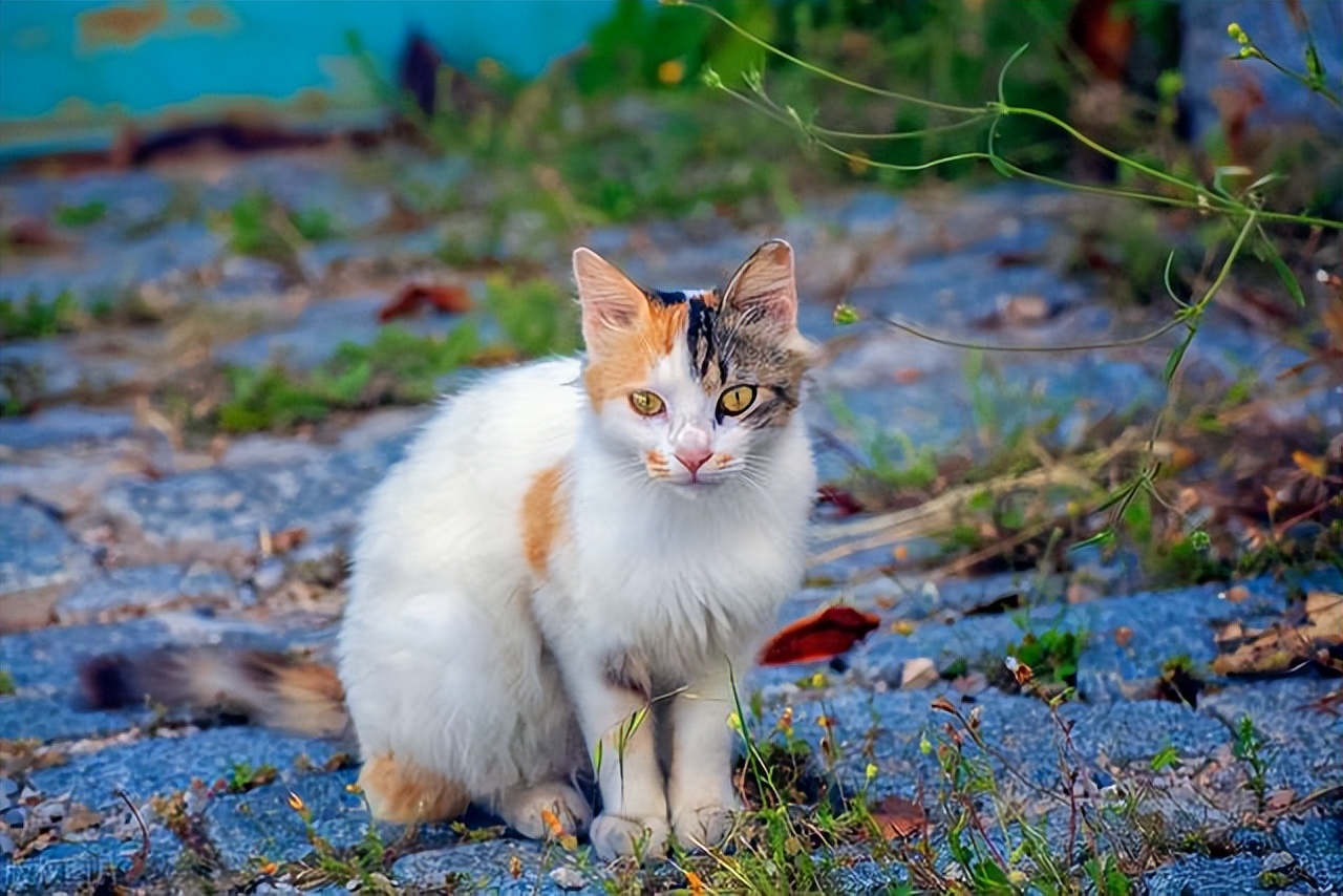 Looking at "self-made cats" from the perspective of the older ...