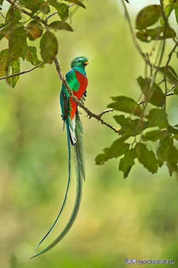 Share - colorful green cuckoo - iNEWS
